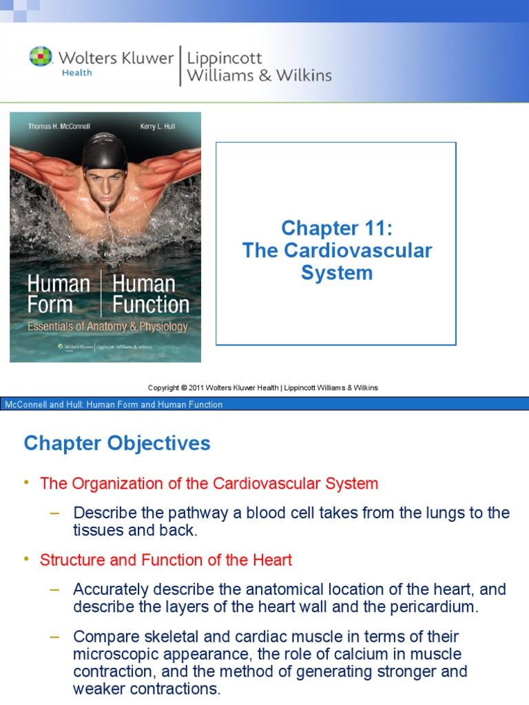 Chapter 11: THE Cardiovascular System | PDF | Heart Valve | Cardiac Muscle