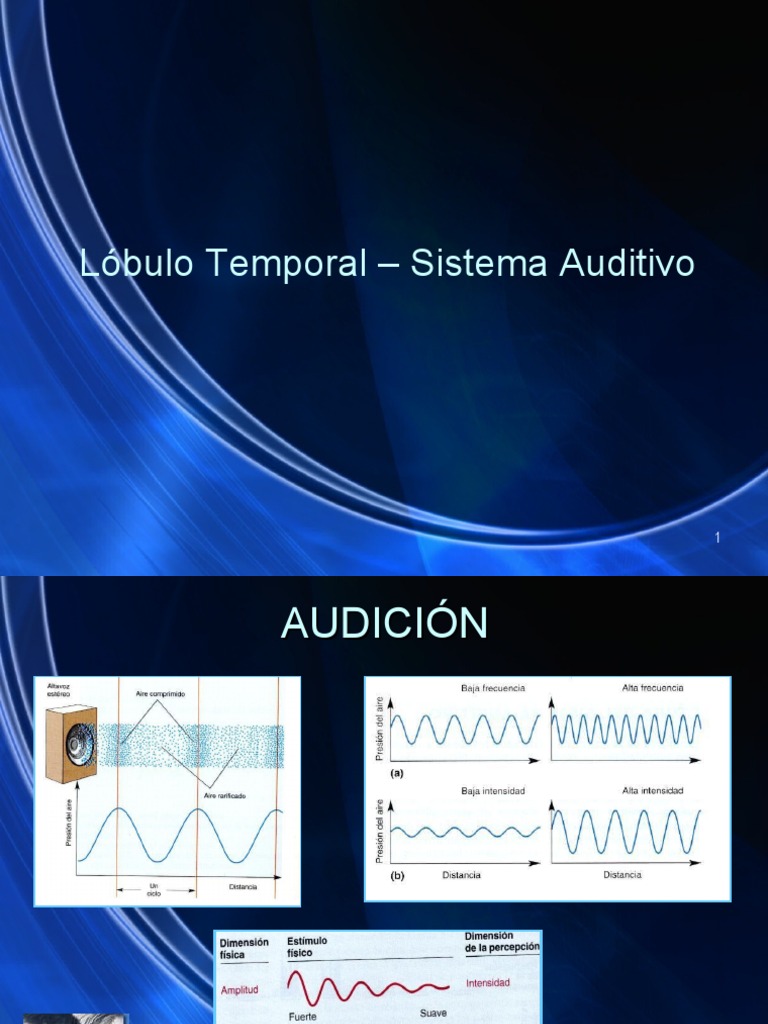 Lóbulo Temporal - Sistema Auditivo | PDF | Lóbulo temporal | Procesos ...