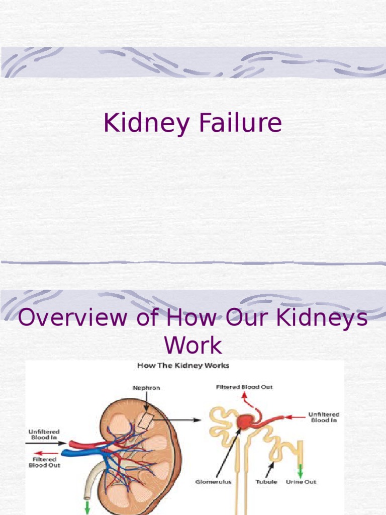 Kidney Failure | PDF | Kidney | Chronic Kidney Disease