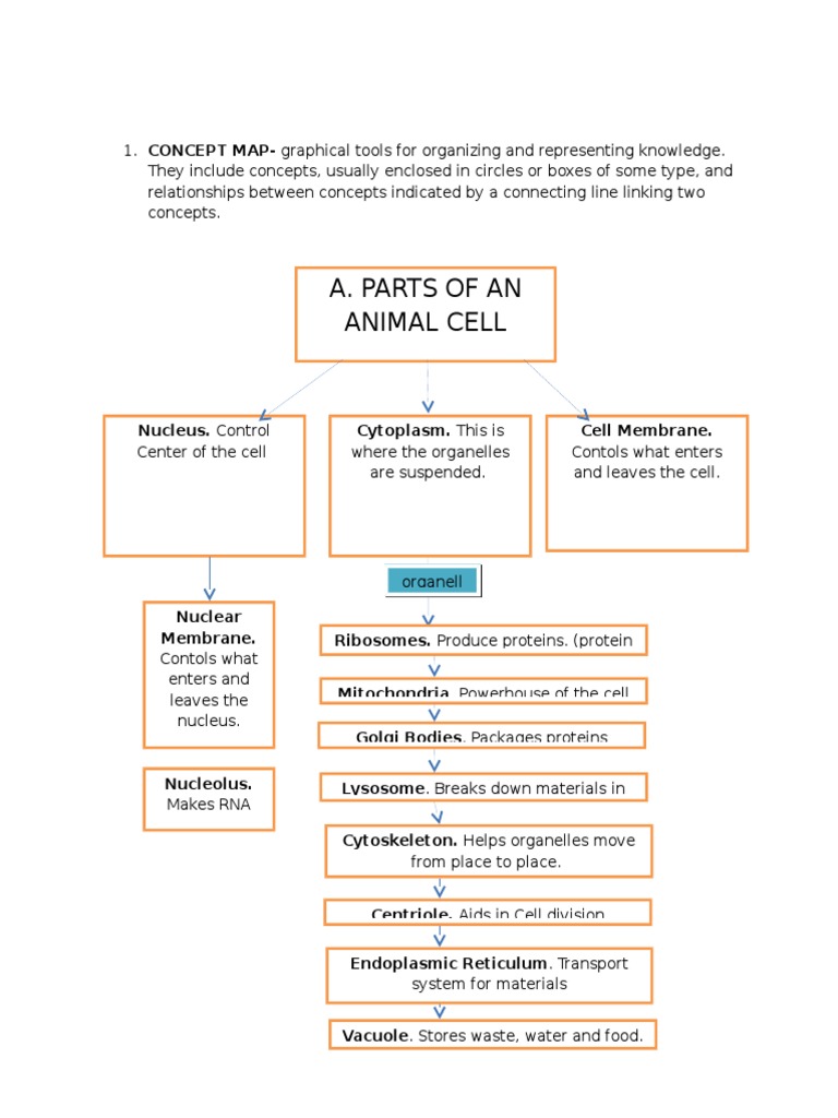 Concept Map of Animal Cells and Tissues | PDF | Tissue (Biology) | Cell ...
