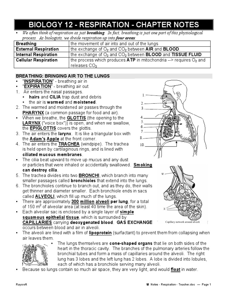 Respiration Notes | PDF | Lung | Breathing