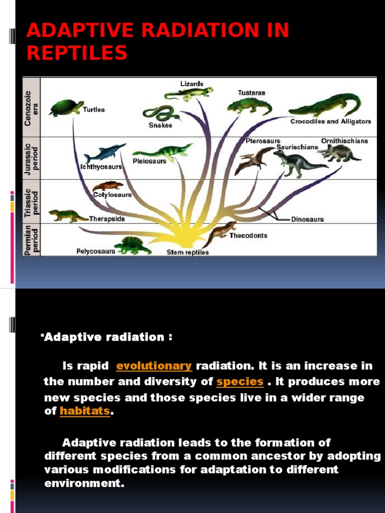 Adaptive Radiation in Living Reptiles | Lizard | Dinosaurs