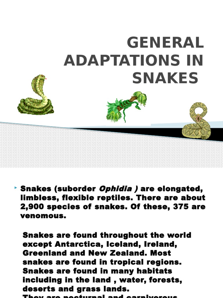 General Adaptations in Snakes | Snake | Urinary System