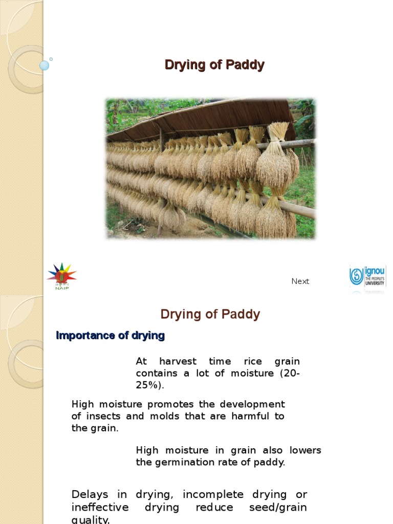 Drying Paddy 01 | PDF