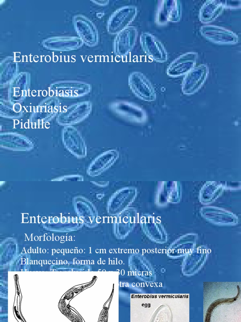 Enterobius Vermicularis | PDF