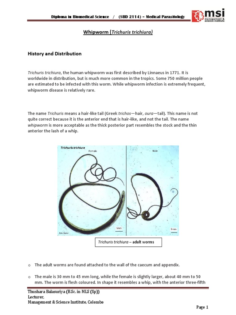 Trichuris trichiura: Adult Characteristics | PDF | Diseases And ...