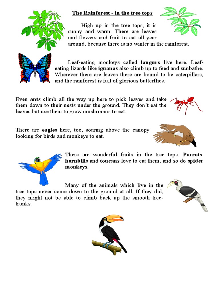 Rainforest Life: Treetops to Ground | PDF | Snake | Predation