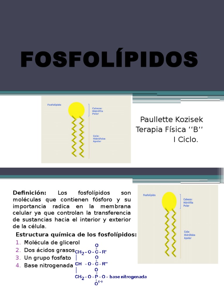 Fosfolípidos 1 | PDF | Lípido | Membrana celular