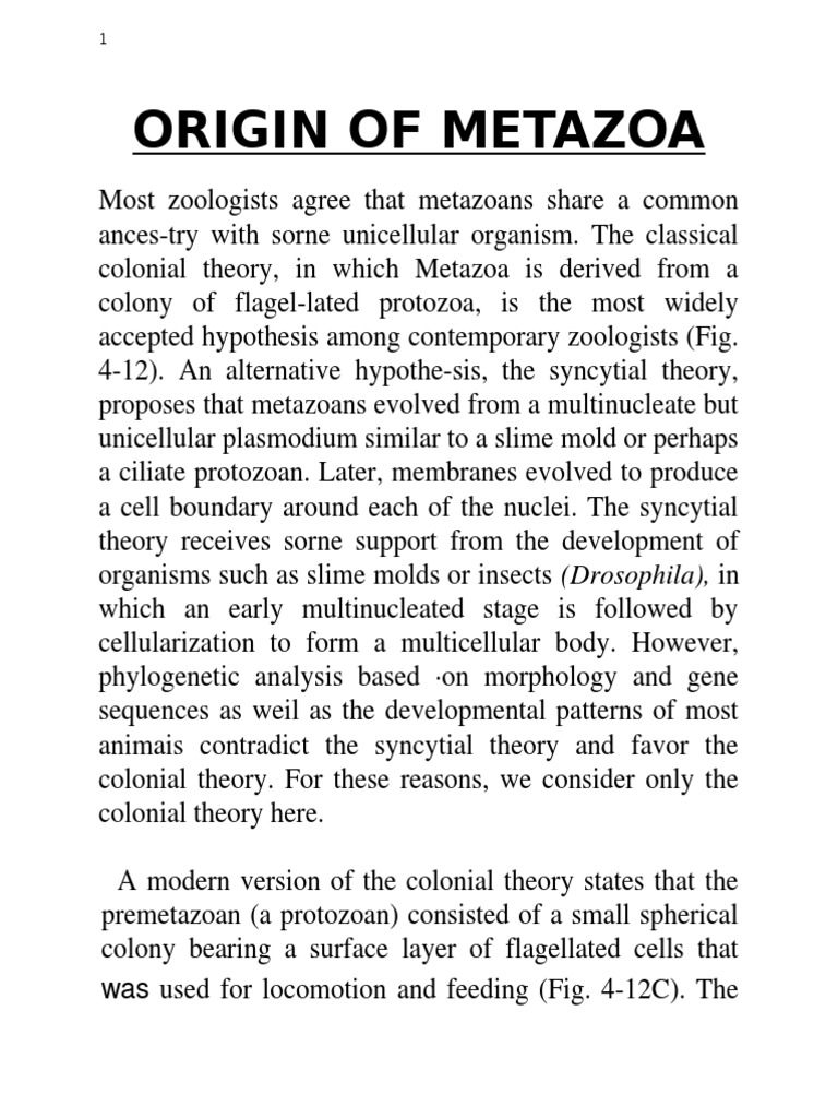 Origin of Metazoa | Cell (Biology) | Zoology