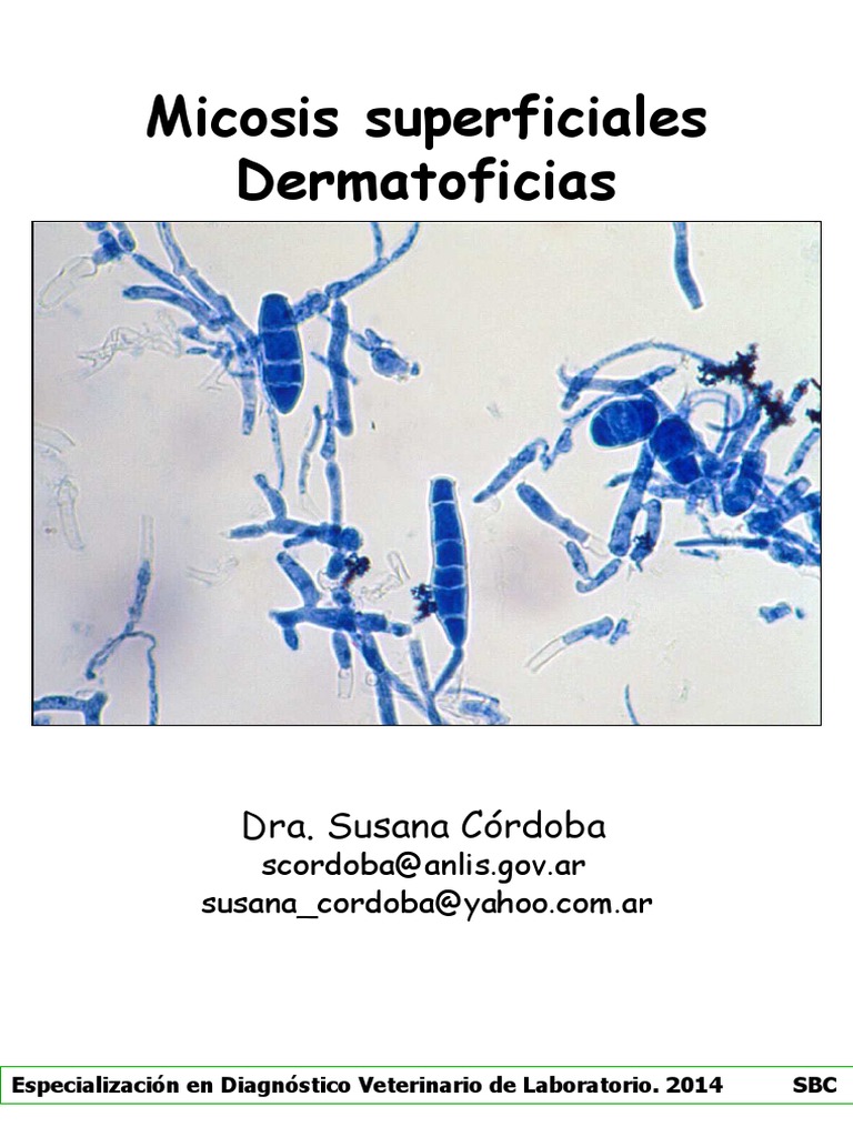 Dermatofitos Generalidades EDV 2014 | PDF | Hongo | Medicina Veterinaria