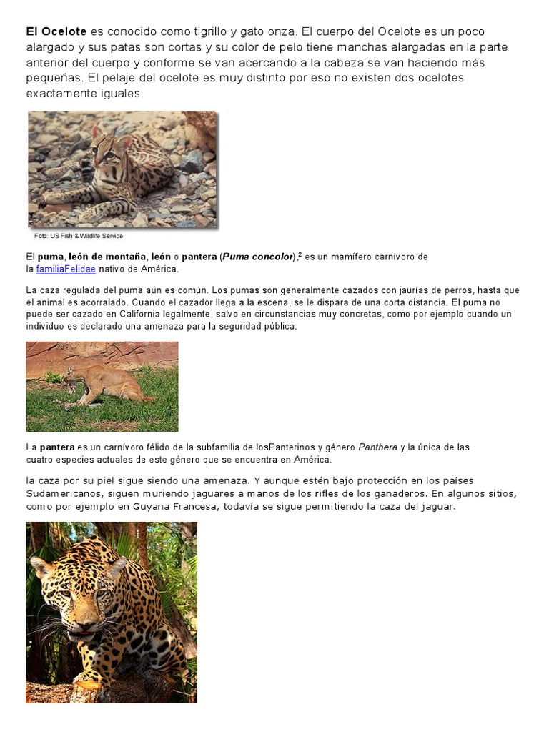 El Ocelote Es Conocido Como Tigrillo y Gato Onza | PDF | Puma | Jaguar