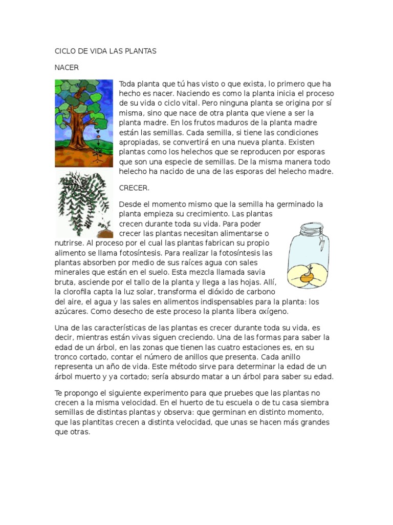 Ciclo de Vida de Animales y Plantas | PDF | Plantas | Fotosíntesis