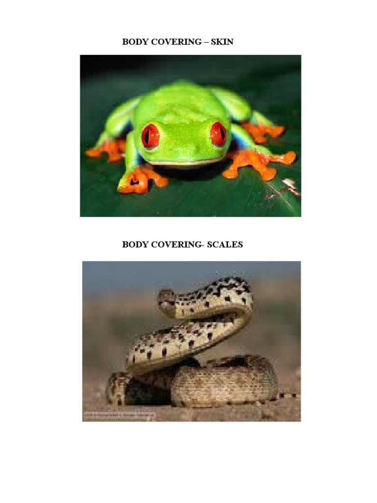 Frog and Snake | PDF