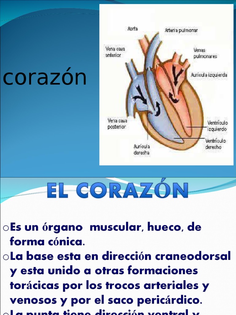 Anatomía del Corazón en Perros y Gatos | PDF | Sistema circulatorio | Vena