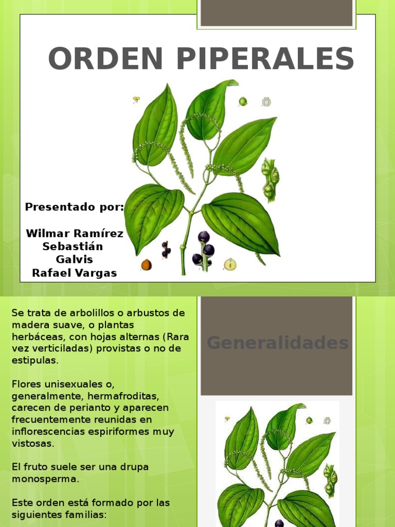 Características generales y familias del orden Piperales | PDF ...