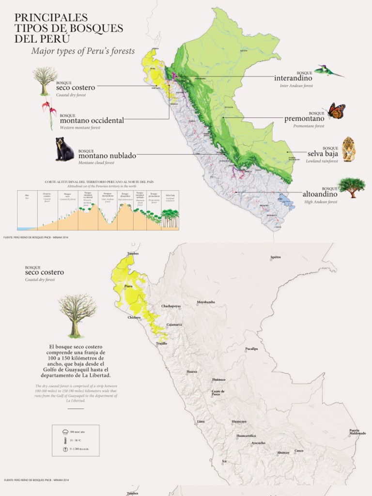 Los Principales Tipos de Bosques Del Perú | PDF