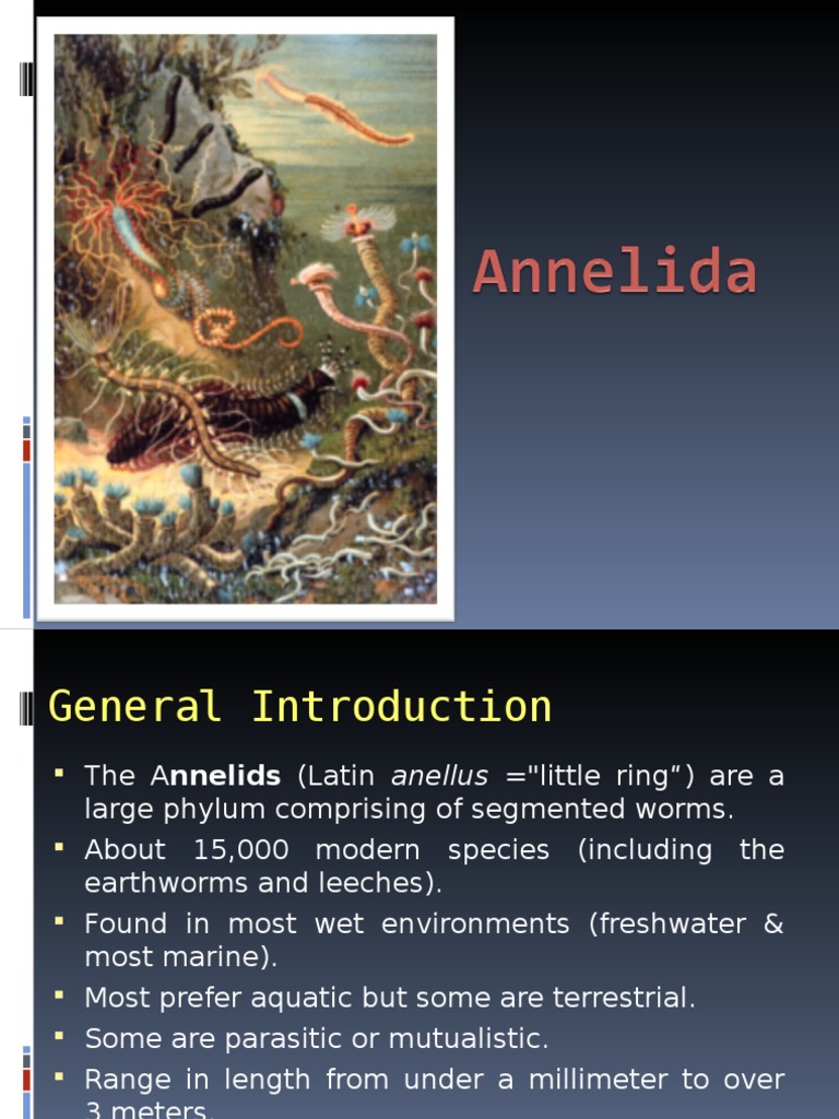 Annelida | PDF | Protostomes | Zoology