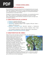 Ficha Tecnica Madera Caoba | PDF