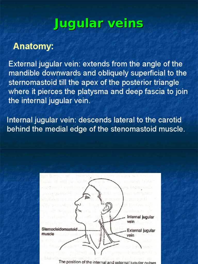 Jugular Vein Anatomy and Pressure Analysis | PDF | Vein | Atrium (Heart)