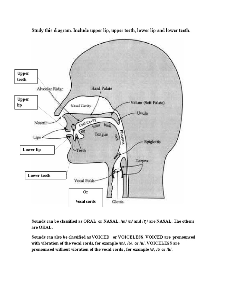 Diagram of Speech Organs STUDY GUIDE | PDF