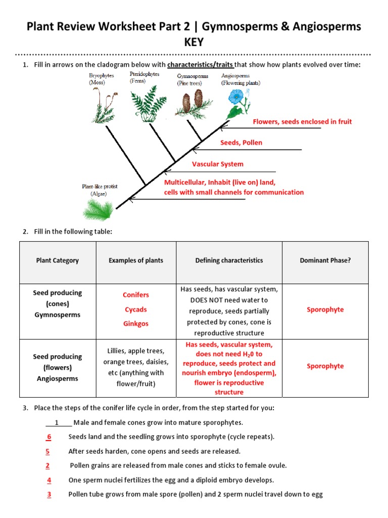 Plant Review Worksheet Part TWO (KEY) Updated 2013-2014 PDF | PDF ...