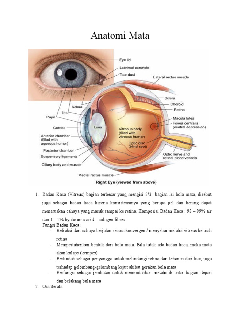 Anatomi Mata | PDF