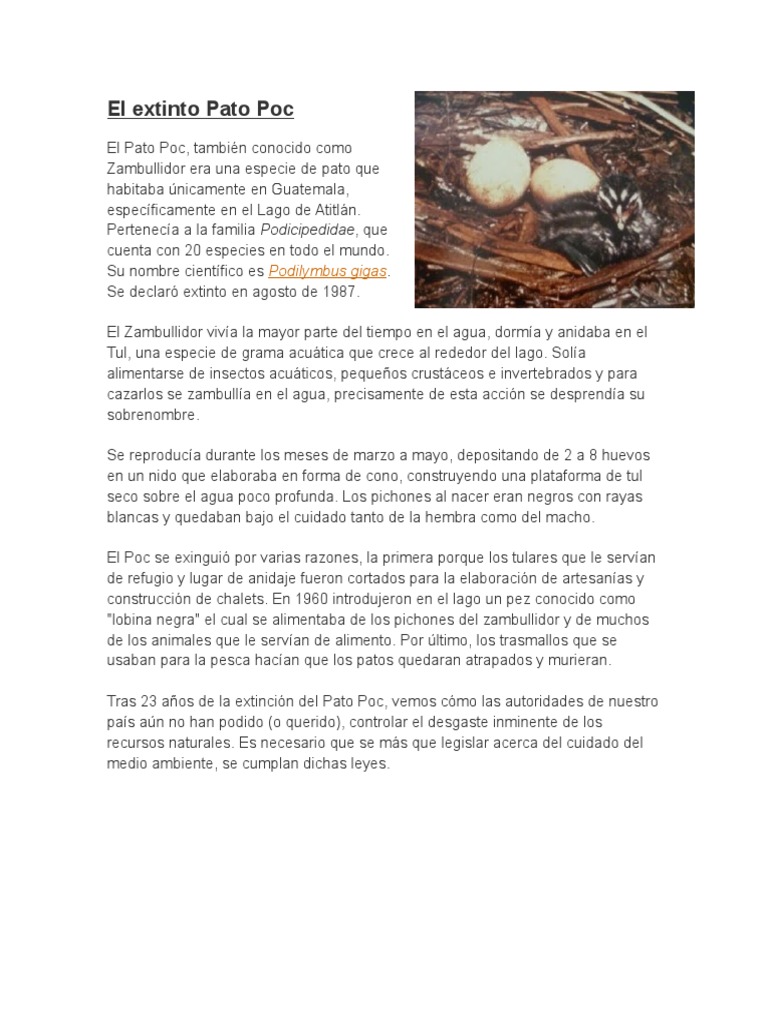 El Extinto Pato Poc | PDF | Naturaleza