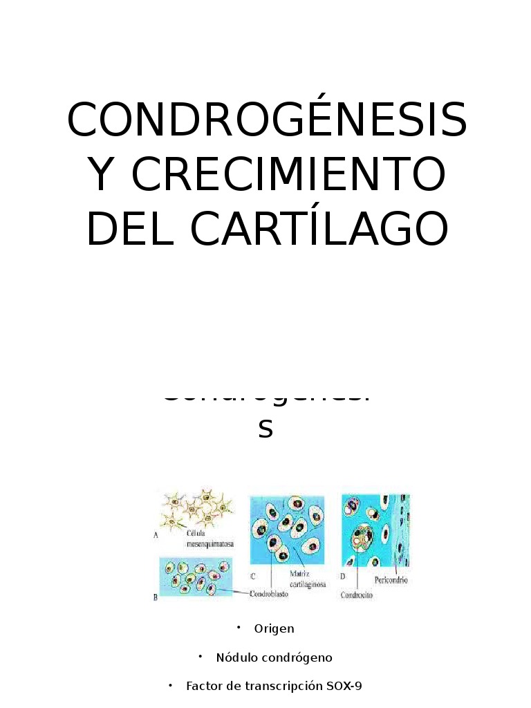 Condrogenesis y Cartilago | PDF