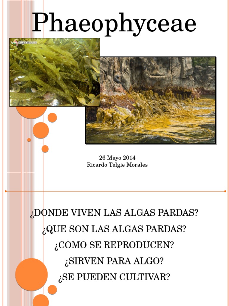 Algas Pardas | PDF | Algas | Taxonomía Vegetal