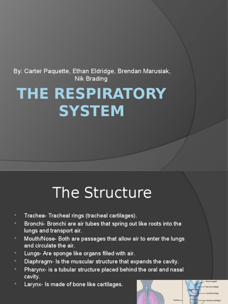 Respiratory Presentation | PDF | Respiratory Tract | Bronchitis