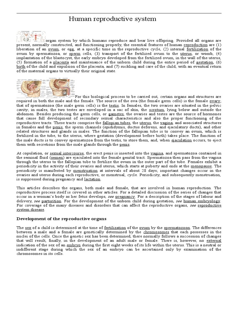 Human Reproductive System: Development of The Reproductive Organs | PDF ...