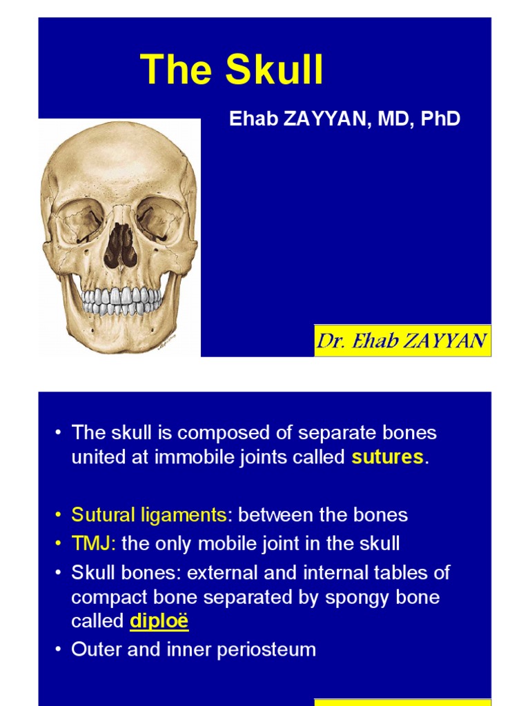 The Skull | PDF | Skull | Human Anatomy