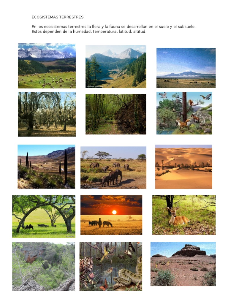 Ecosistemas Terrestres | PDF | Ciencia y matemáticas | Tecnología