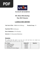 Lab Report - Phloem & Xylem | PDF | Plant Stem | Tissue (Biology)