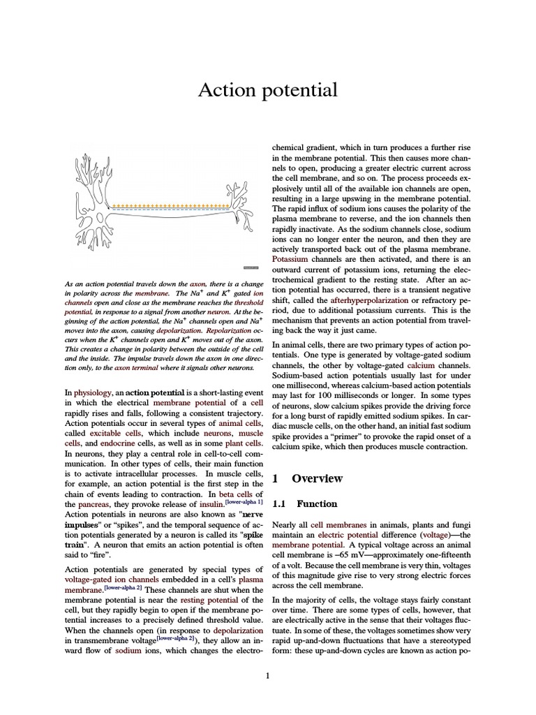 Action Potential | PDF | Action Potential | Chemical Synapse
