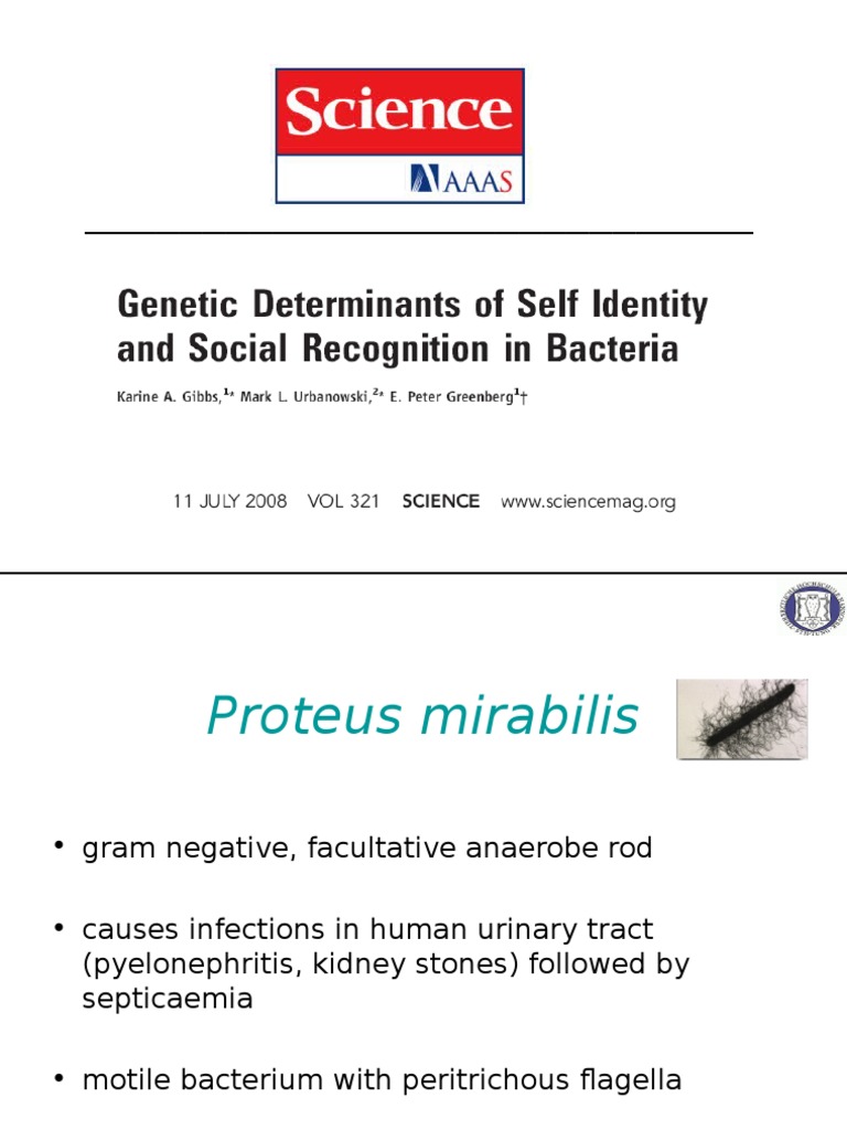 Proteus Mirabilis | PDF | Transposable Element | Bacteria