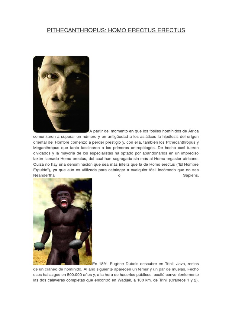 Pithecanthropus | PDF | Homo | pleistoceno