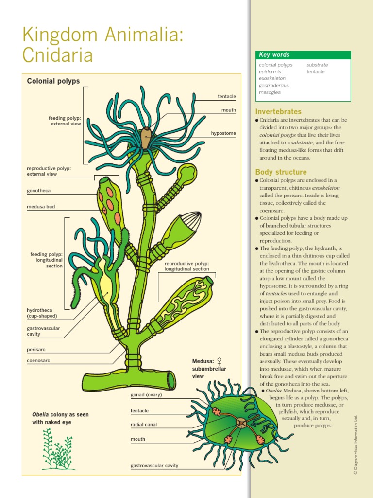 SVRbio107 - Cnidaria | PDF