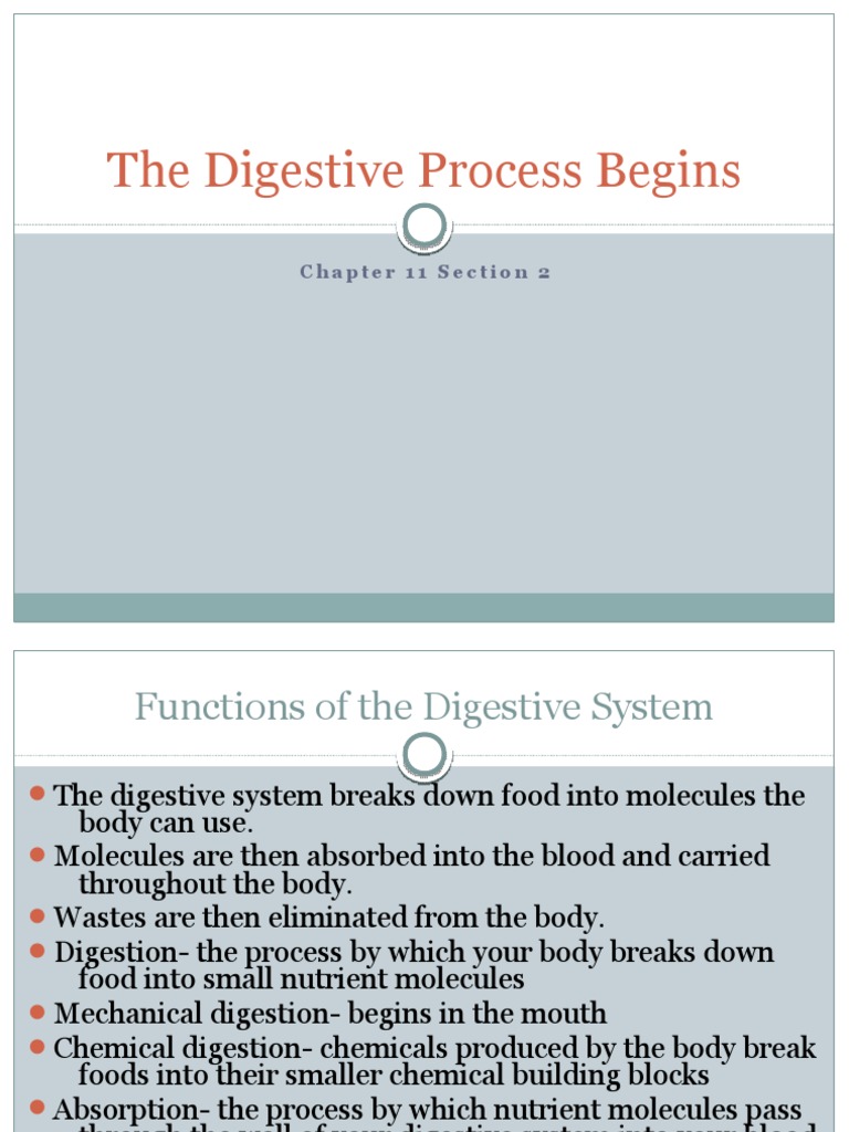 11-2 the Digestive Process Begins | Digestion | Human Digestive System