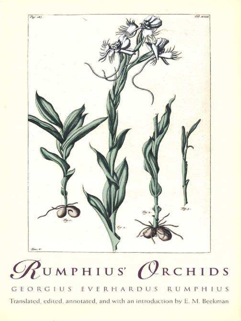 Ebook Rumphius' Orchids