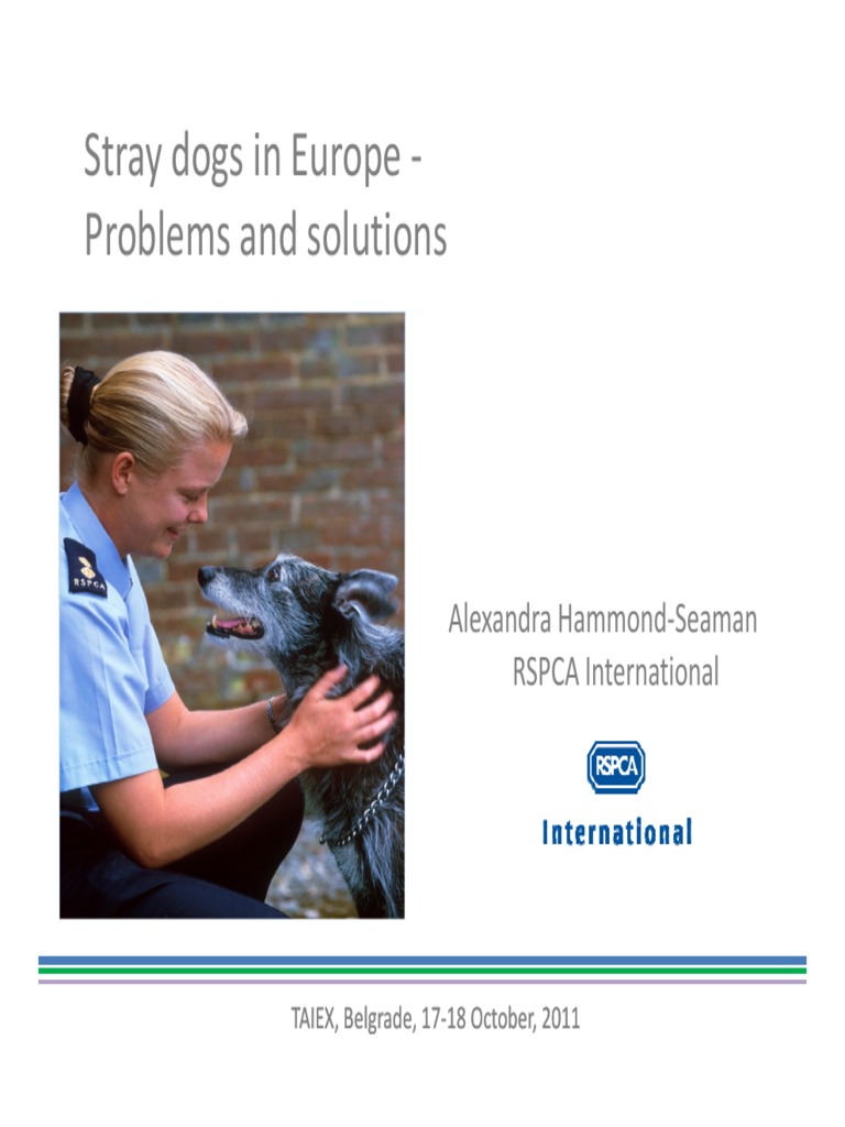 Stray Dogs in Europe - Problems and Solutions - AHS | PDF | Animal ...