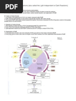 Bio Worksheet (Calvin Cycle) | PDF