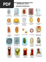 Parasitos en Copro | PDF | Microbiología | Bienestar