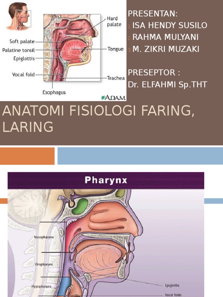 Anatomi Fisiologi Faring Laring THT | PDF