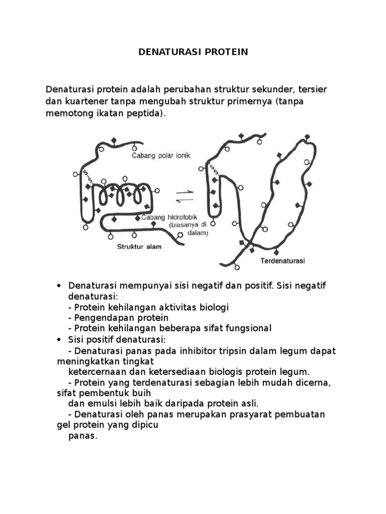 Denaturasi Protein | PDF