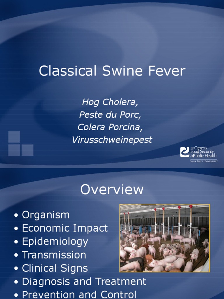 Classical Swine Fever Overview | PDF | Transmission (Medicine) | Infection