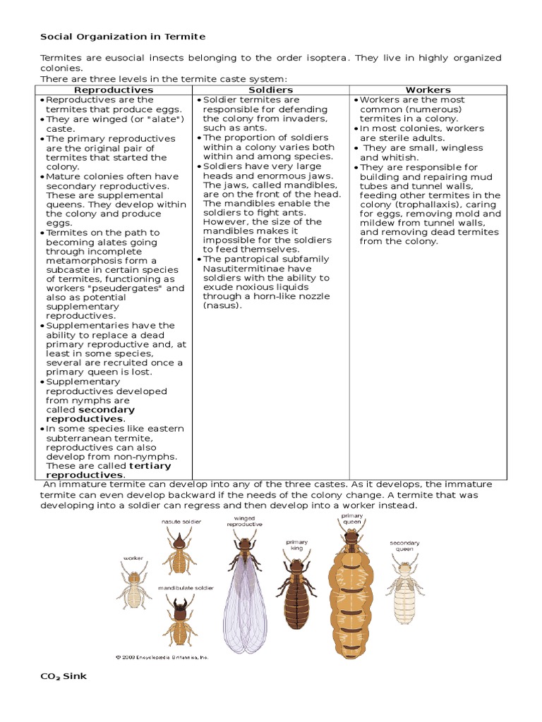 Social Organization in Termite | PDF | Carbon Sink | Eusociality
