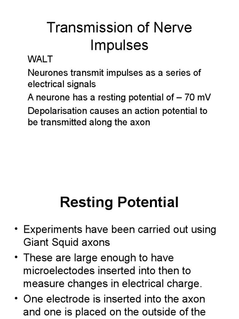 Nerve Impulse Transmission Explained | PDF | Action Potential ...