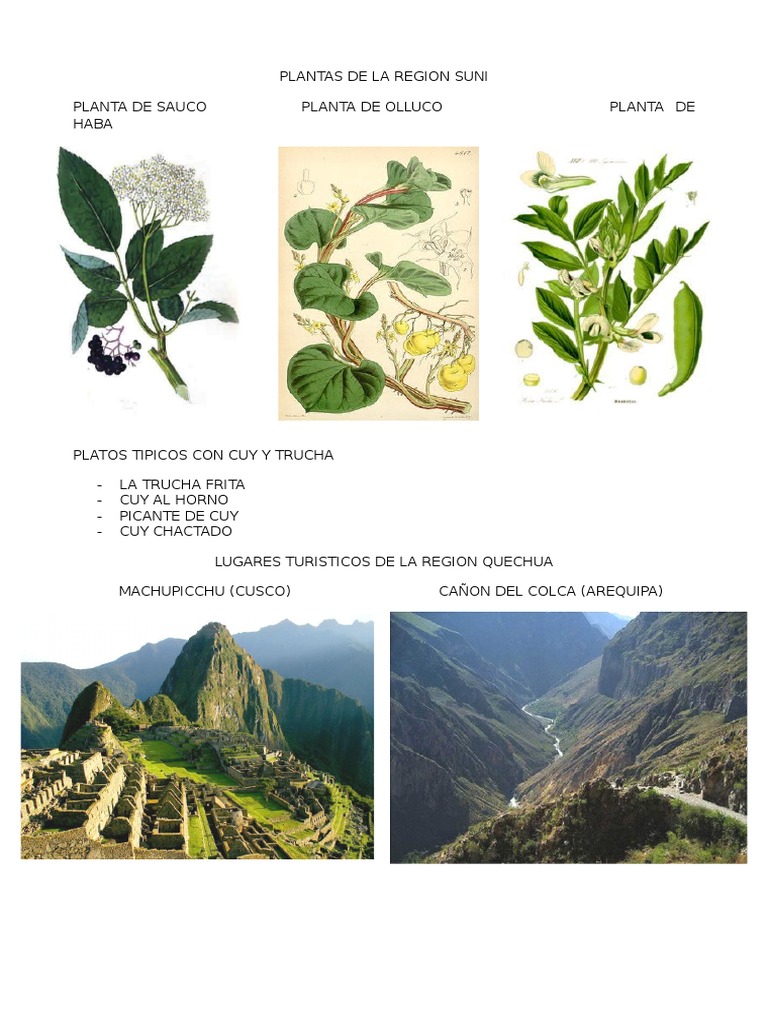 Plantas de La Region Suni | PDF