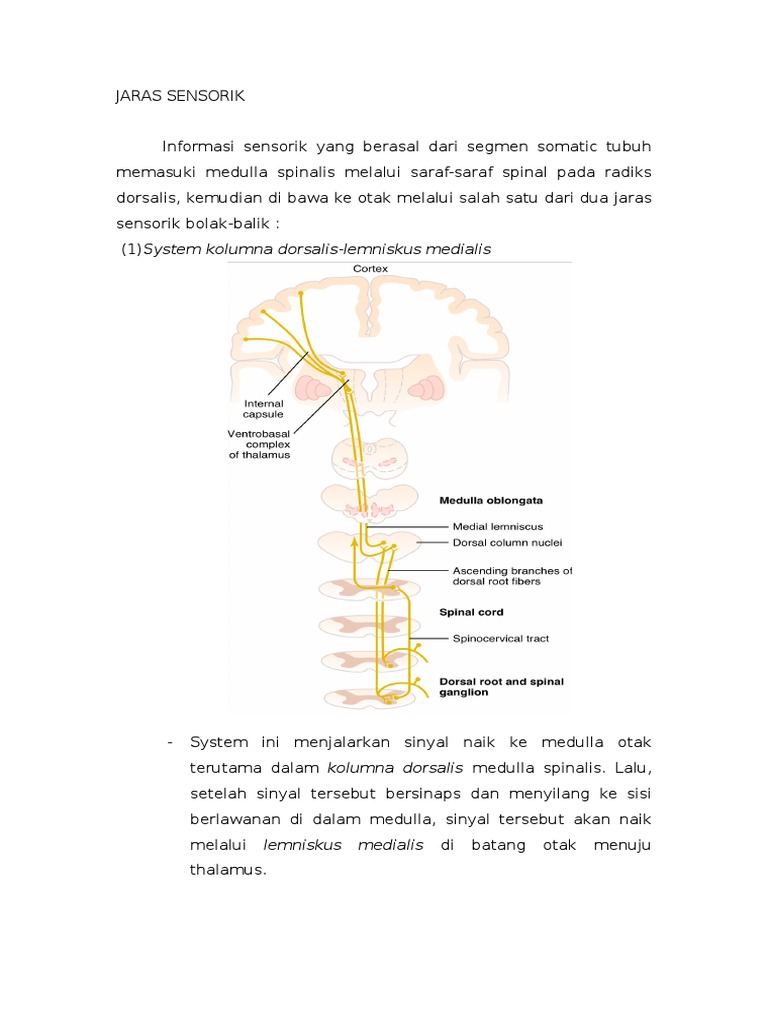 Jaras Sensorik | PDF